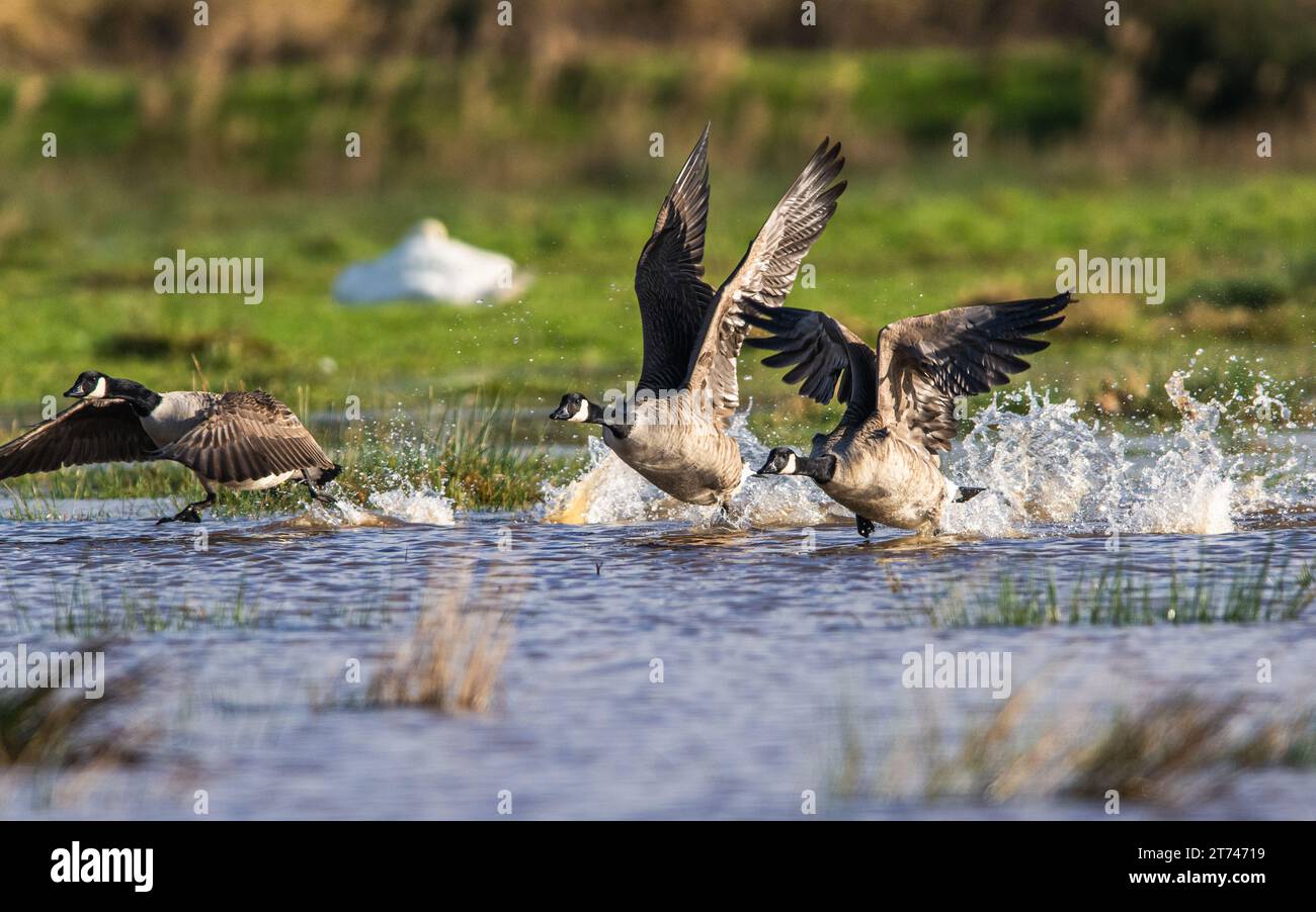 Canada Goose, Branta canadensis birds in flight over Marshes Stock ...
