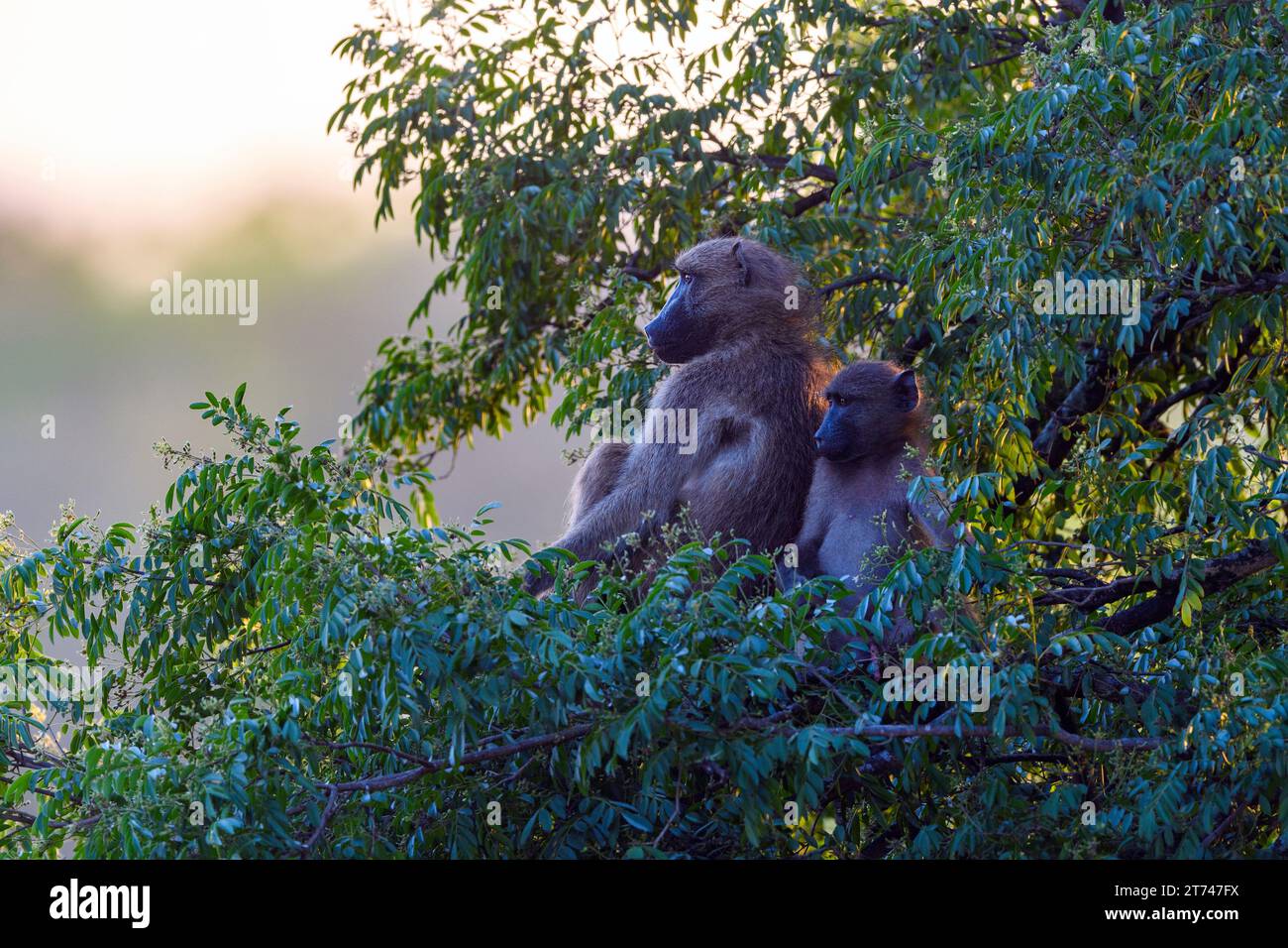 Chacma baboons (Papio ursinus) enjoying the morning sun from the canopy ...