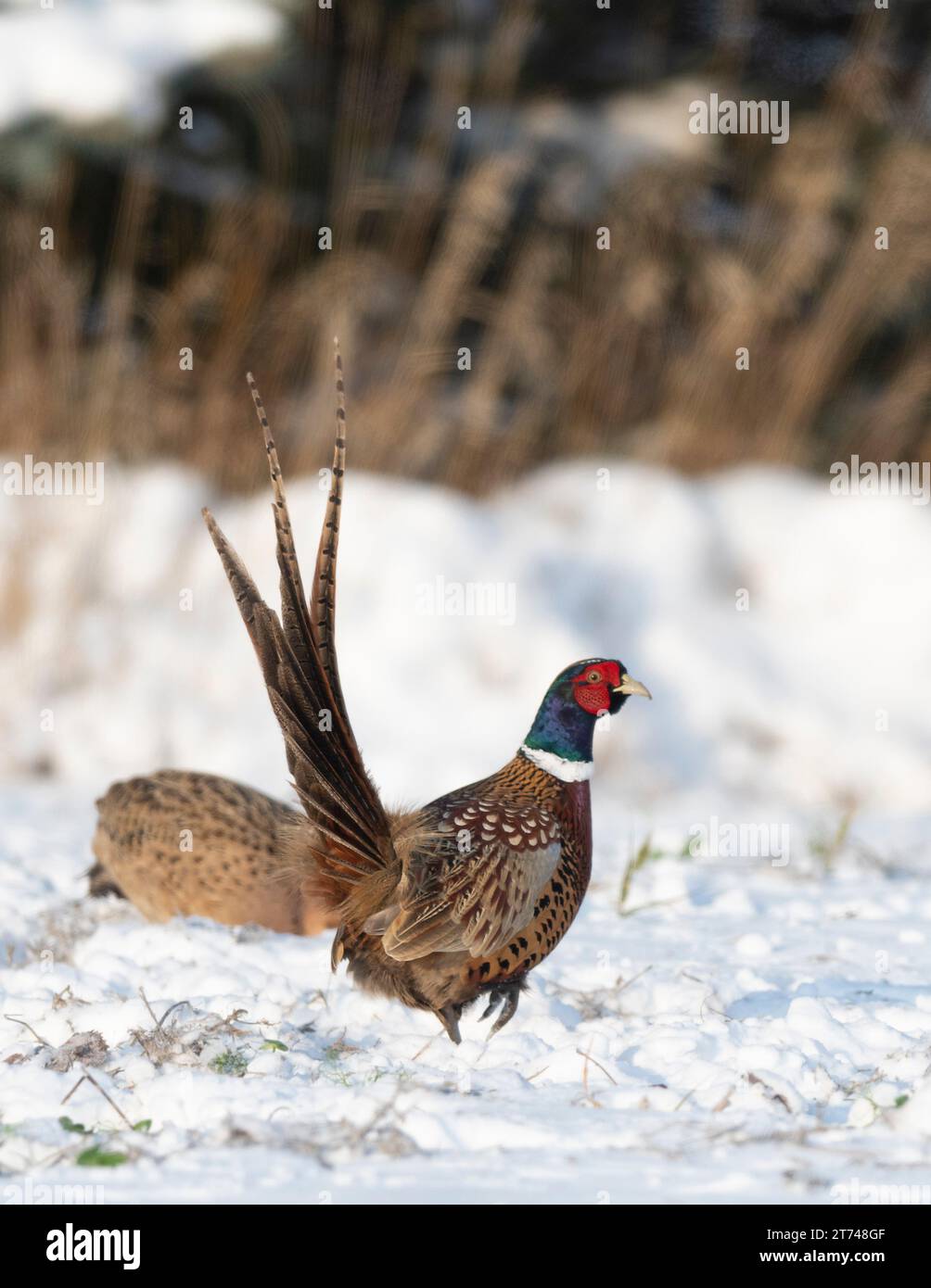 Pheasants in South Dakota Stock Photo - Alamy