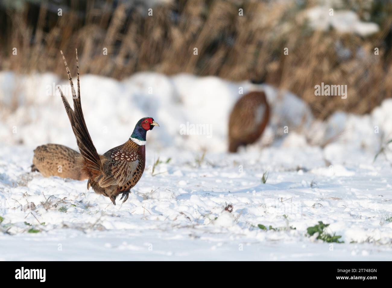 Pheasants in South Dakota Stock Photo - Alamy