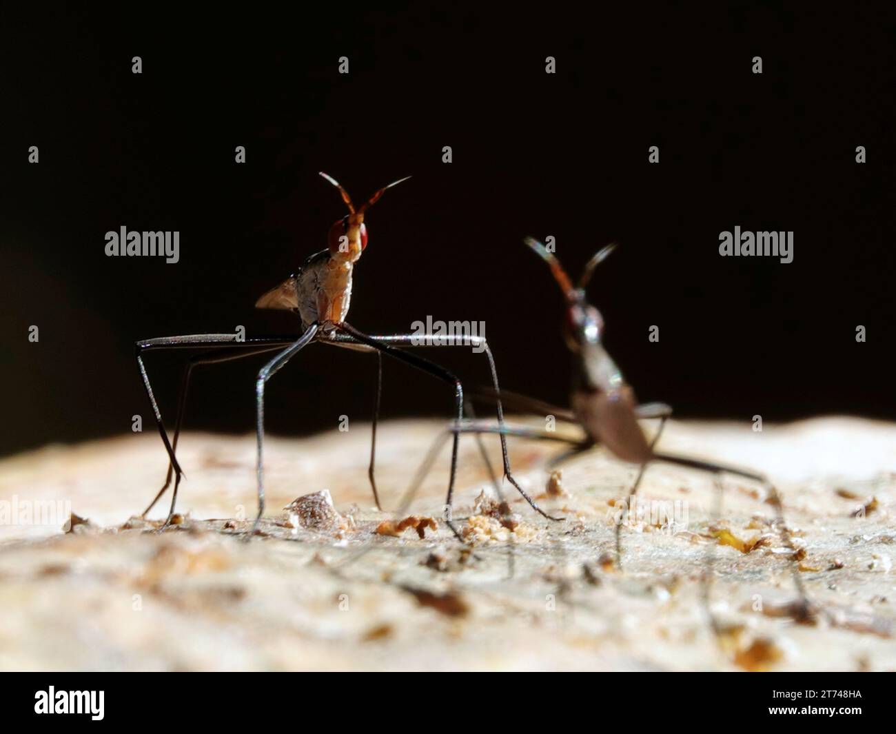 An image of two insects from the jungle perched on a branch, surrounded ...