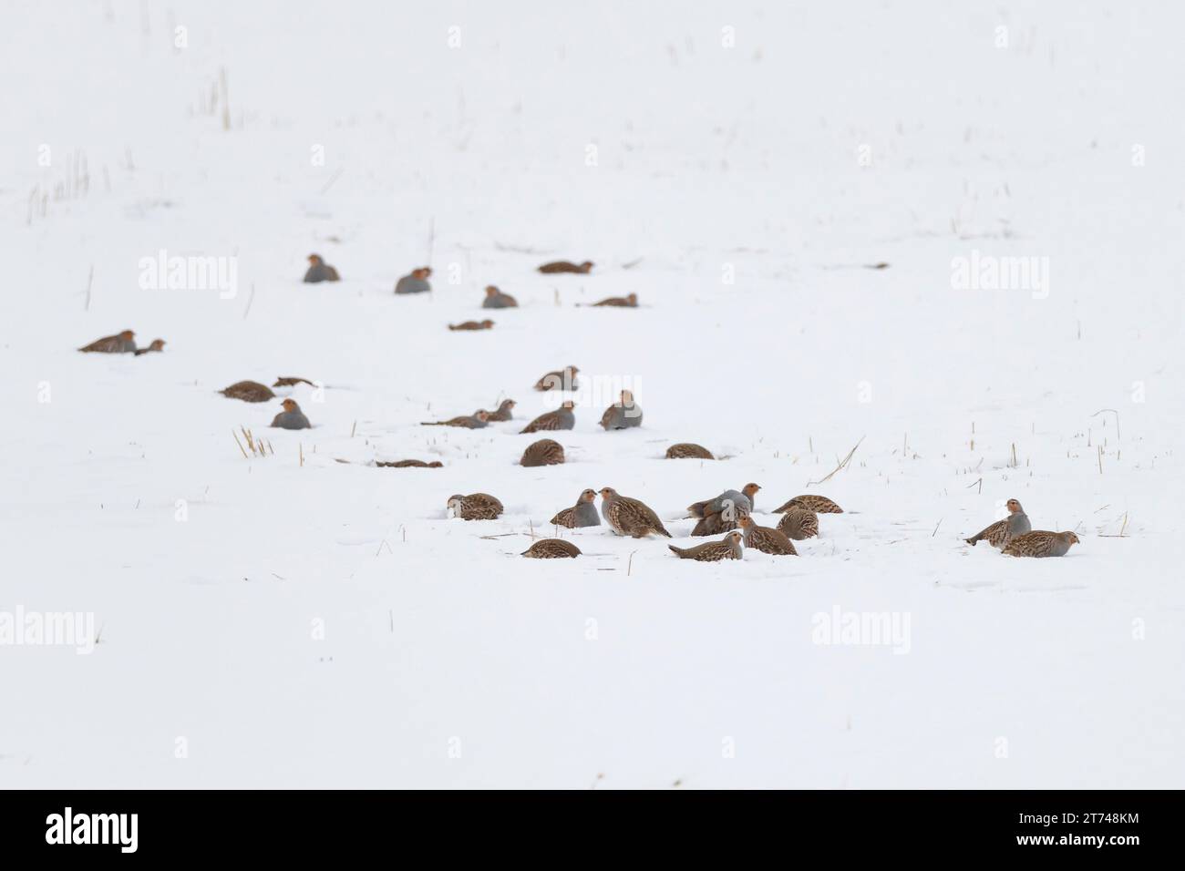 Hungarian Partridge on a late fall day in the snow in North Dakota ...