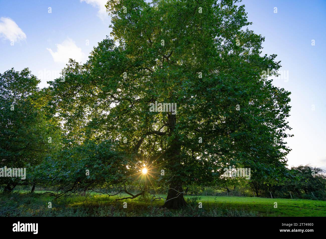 An ancient London plane tree (Platanus x Acerifolia) at sunset in an ...
