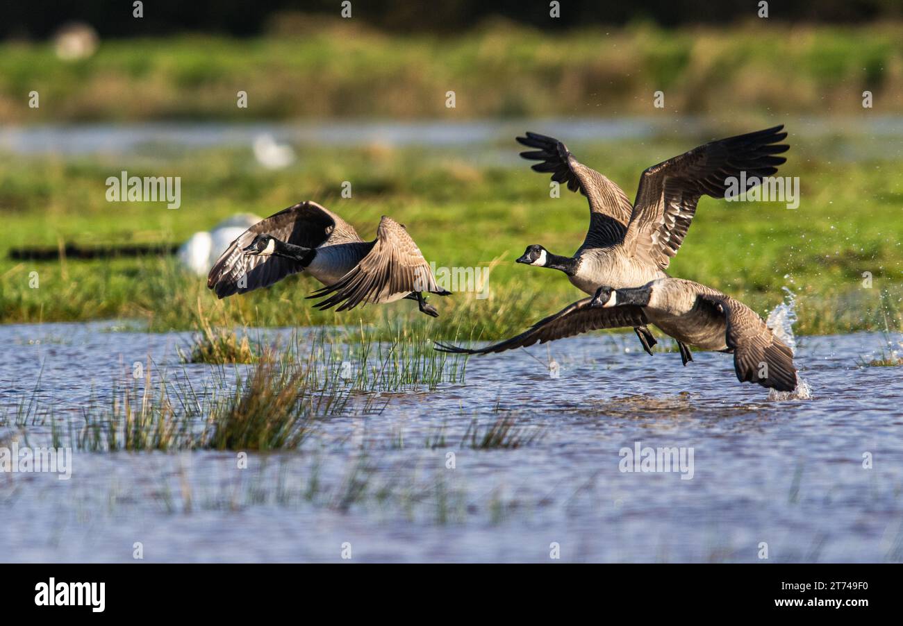 Canada Goose, Branta canadensis birds in flight over Marshes Stock ...