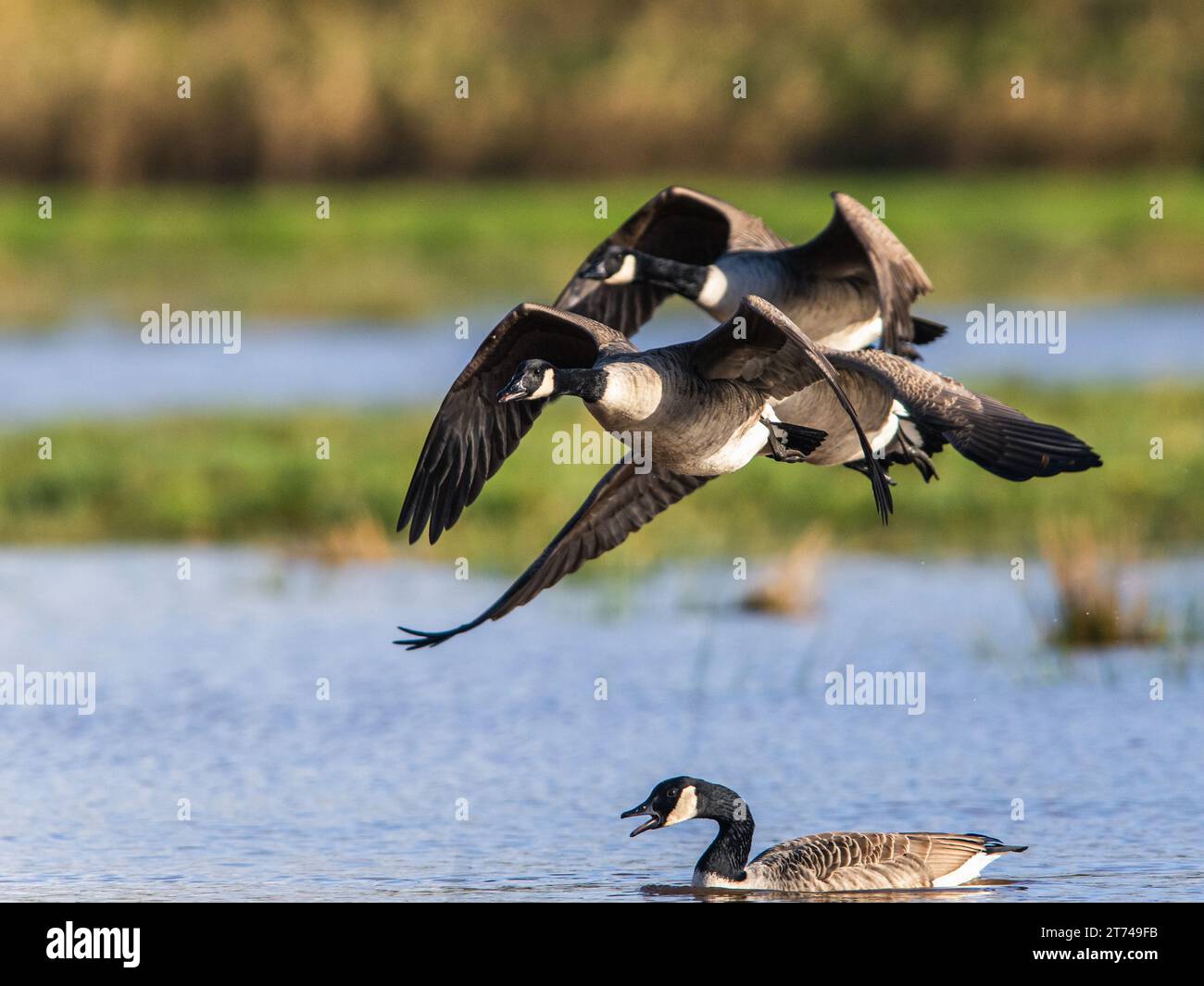 Canada Goose, Branta canadensis birds in flight over Marshes Stock ...