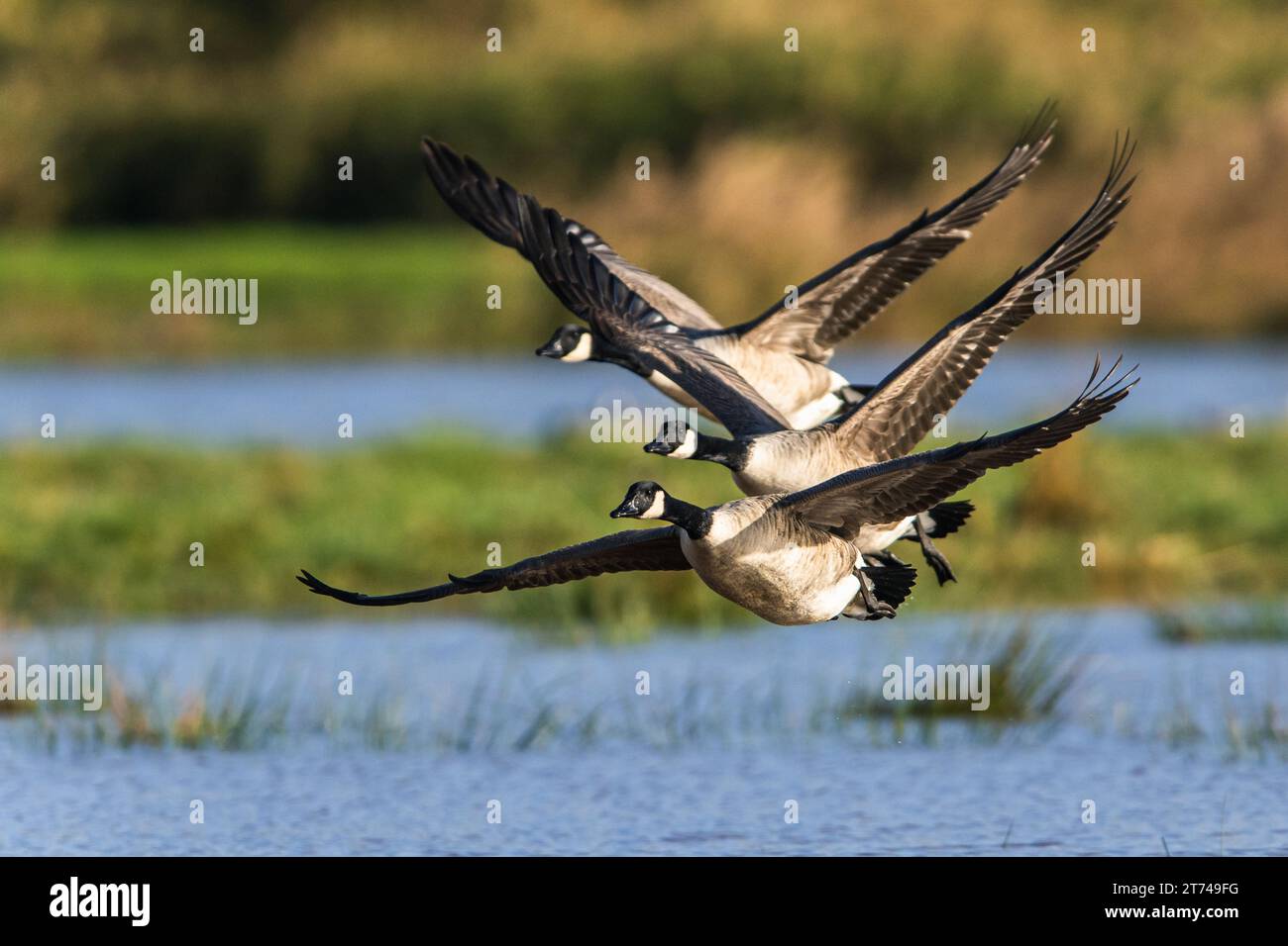 Canada Goose, Branta canadensis birds in flight over Marshes Stock ...