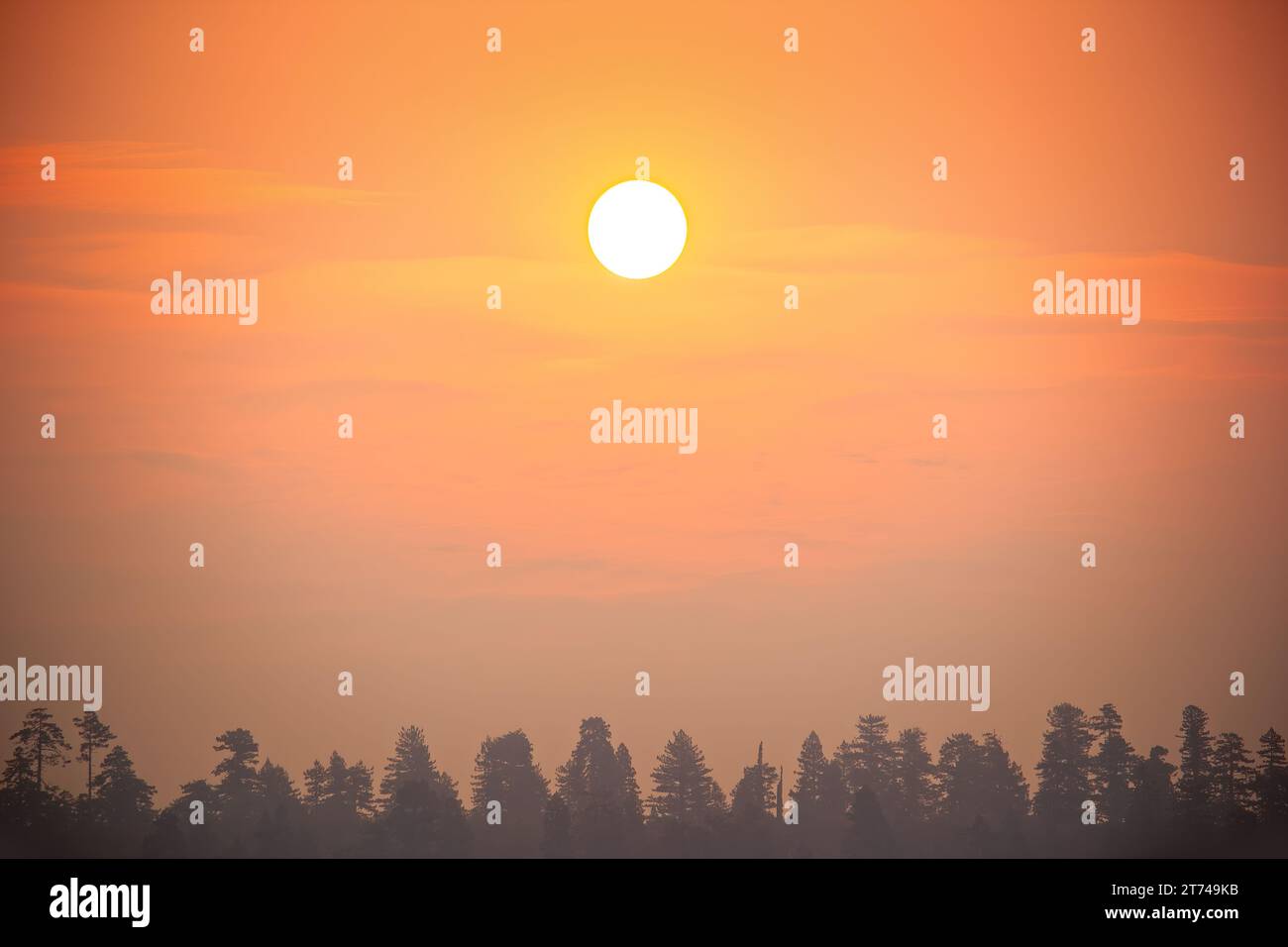 Silhouette forest in sunset hi-res stock photography and images - Alamy