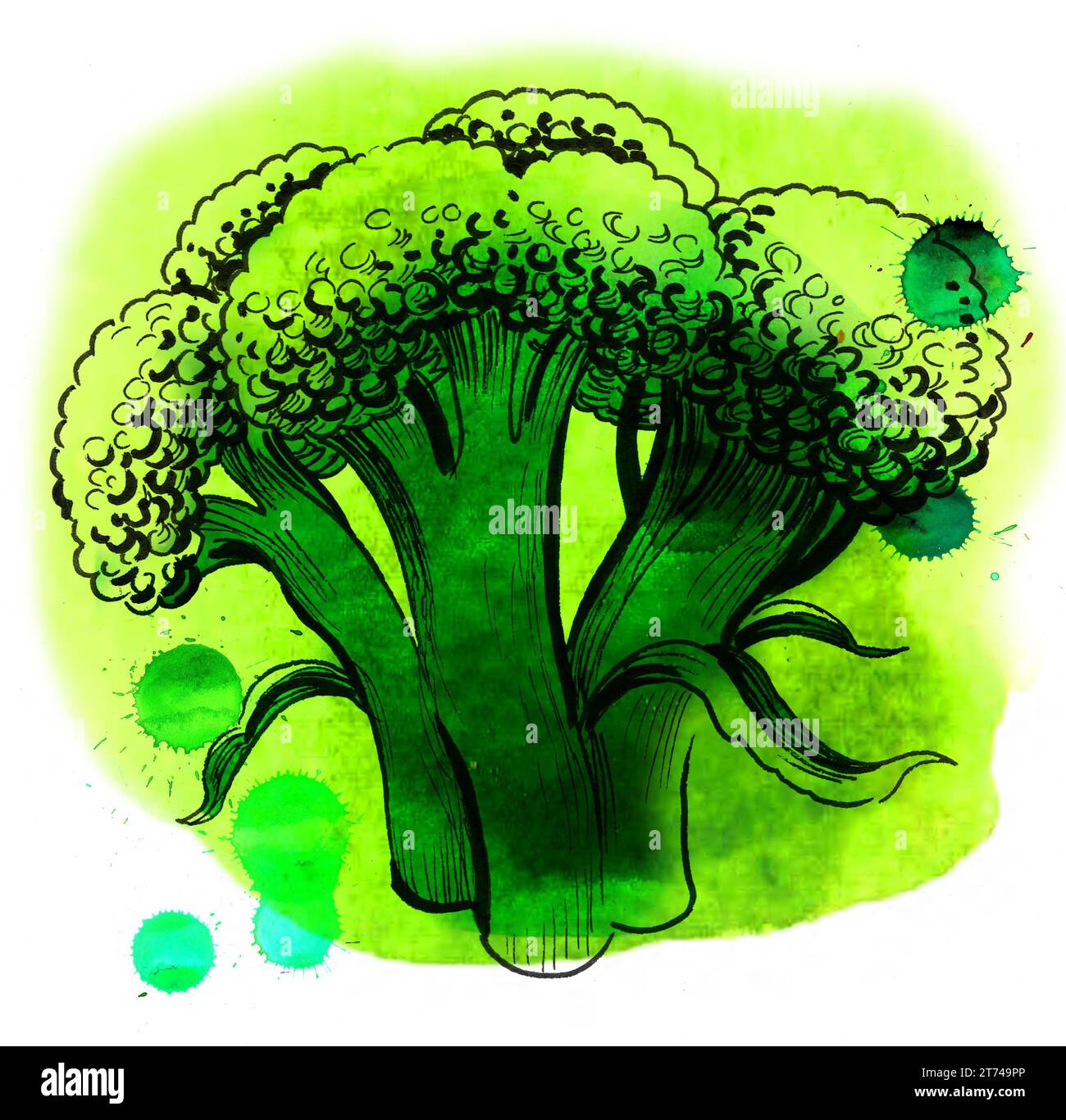 Broccoli vegetable. Hand-drawn vintage styled ink and watercolor ...