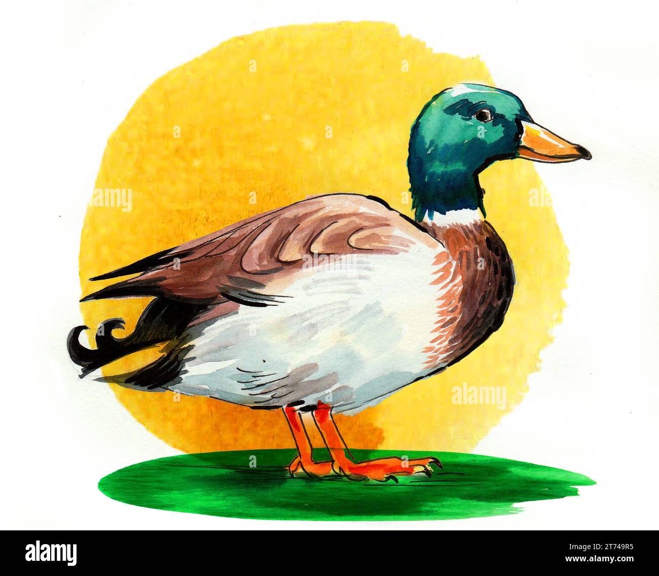 Mallard duck. Hand-drawn vintage styled ink and watercolor illustration ...