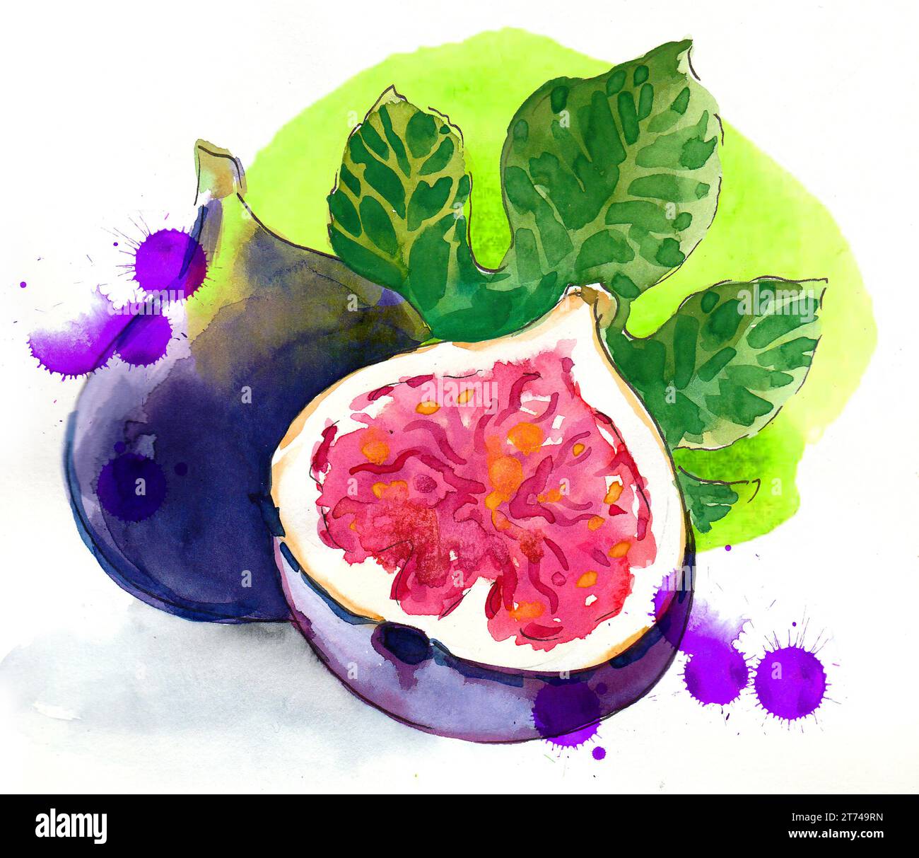 Fig fruit. Hand-drawn vintage styled ink and watercolor illustration ...