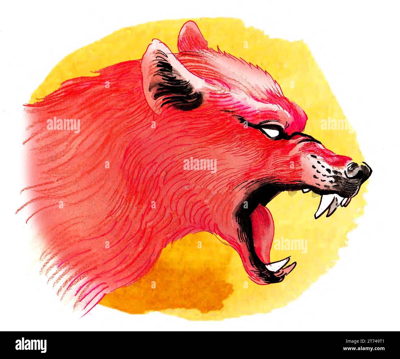 Red Wolf Drawing Red Wolf. Ink And Watercolor Drawing Stock Photo