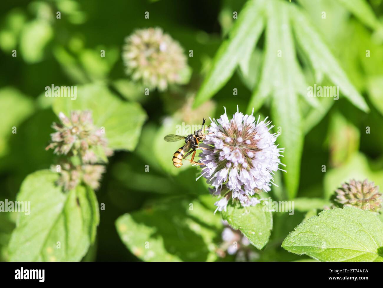 Foraging Four-banded Bee-grabber (Conops quadrifasciatus Stock Photo ...