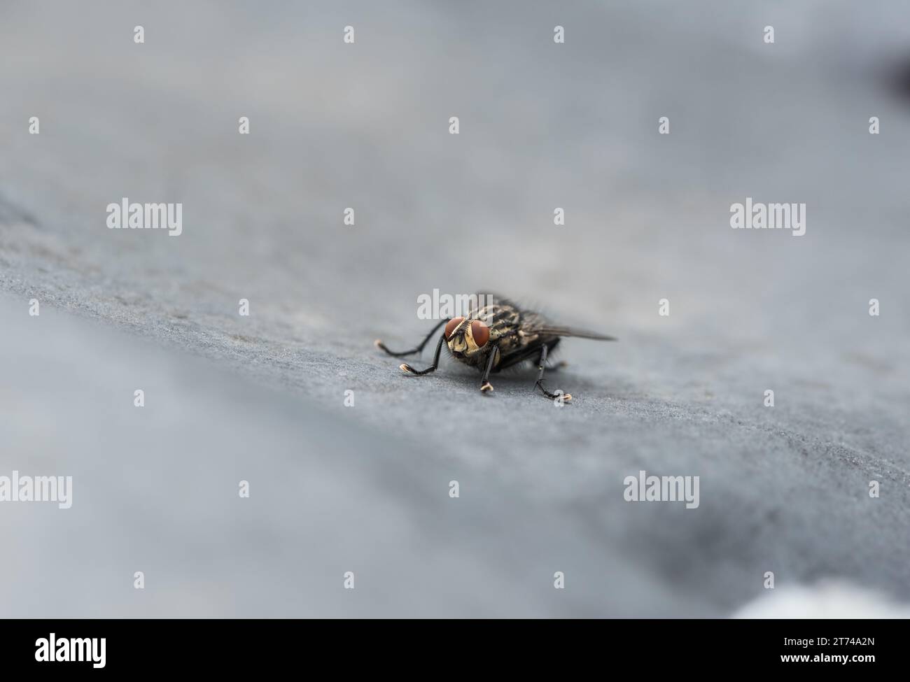 Flesh fly head close up hi-res stock photography and images - Alamy