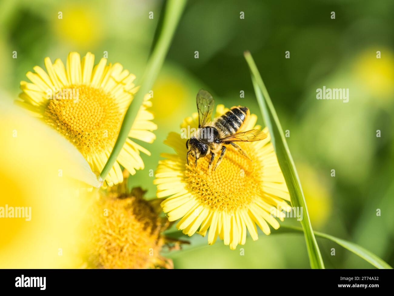 Patchwork Leafcutter Bee (Megachile centuncularis) feeding on Fleabane ...