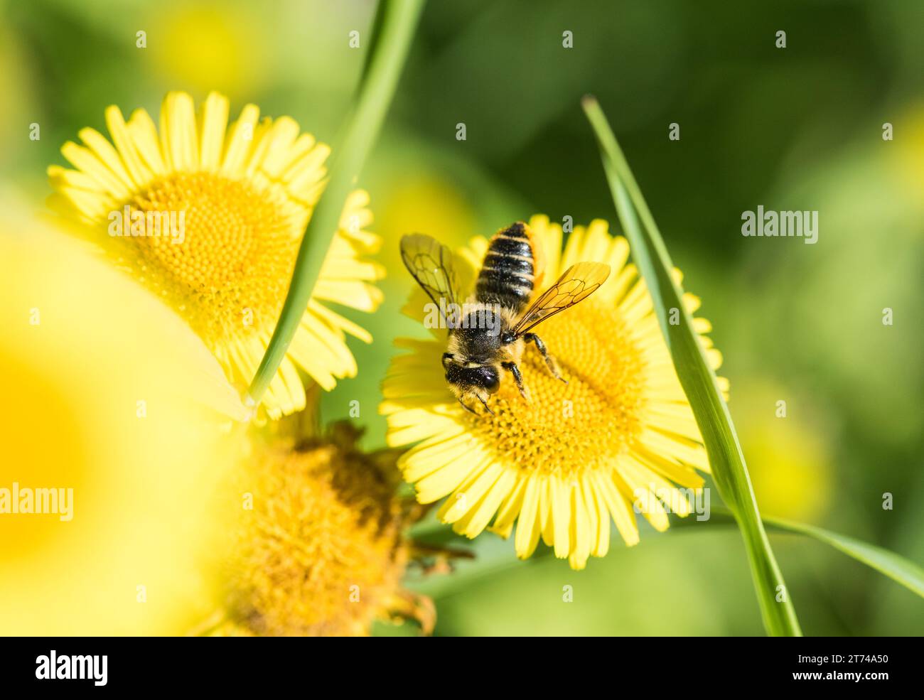 Patchwork Leafcutter Bee (Megachile centuncularis) feeding on Fleabane ...