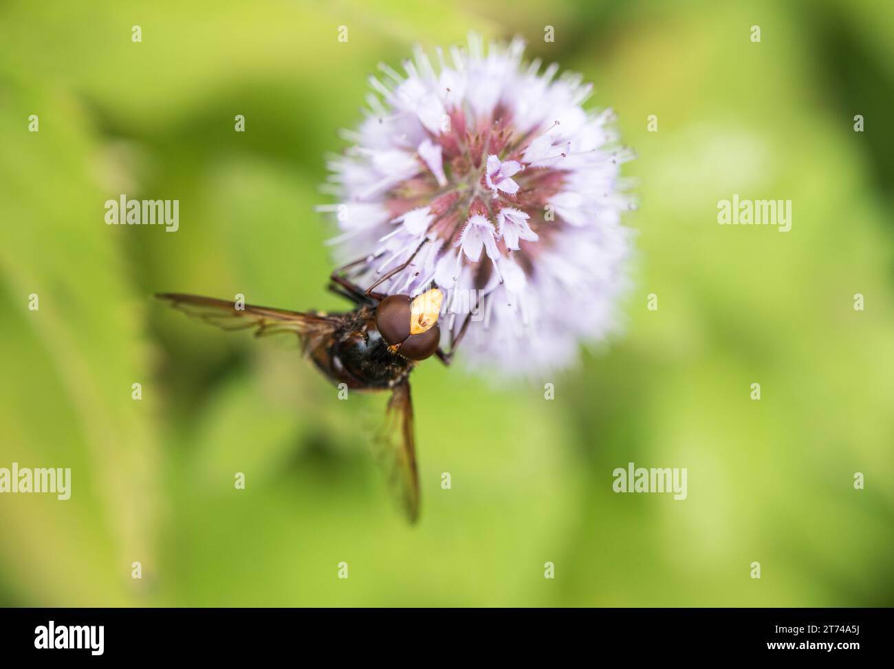Face of a hoverfly (Volucella sp.) showing hairy antennae Stock Photo ...
