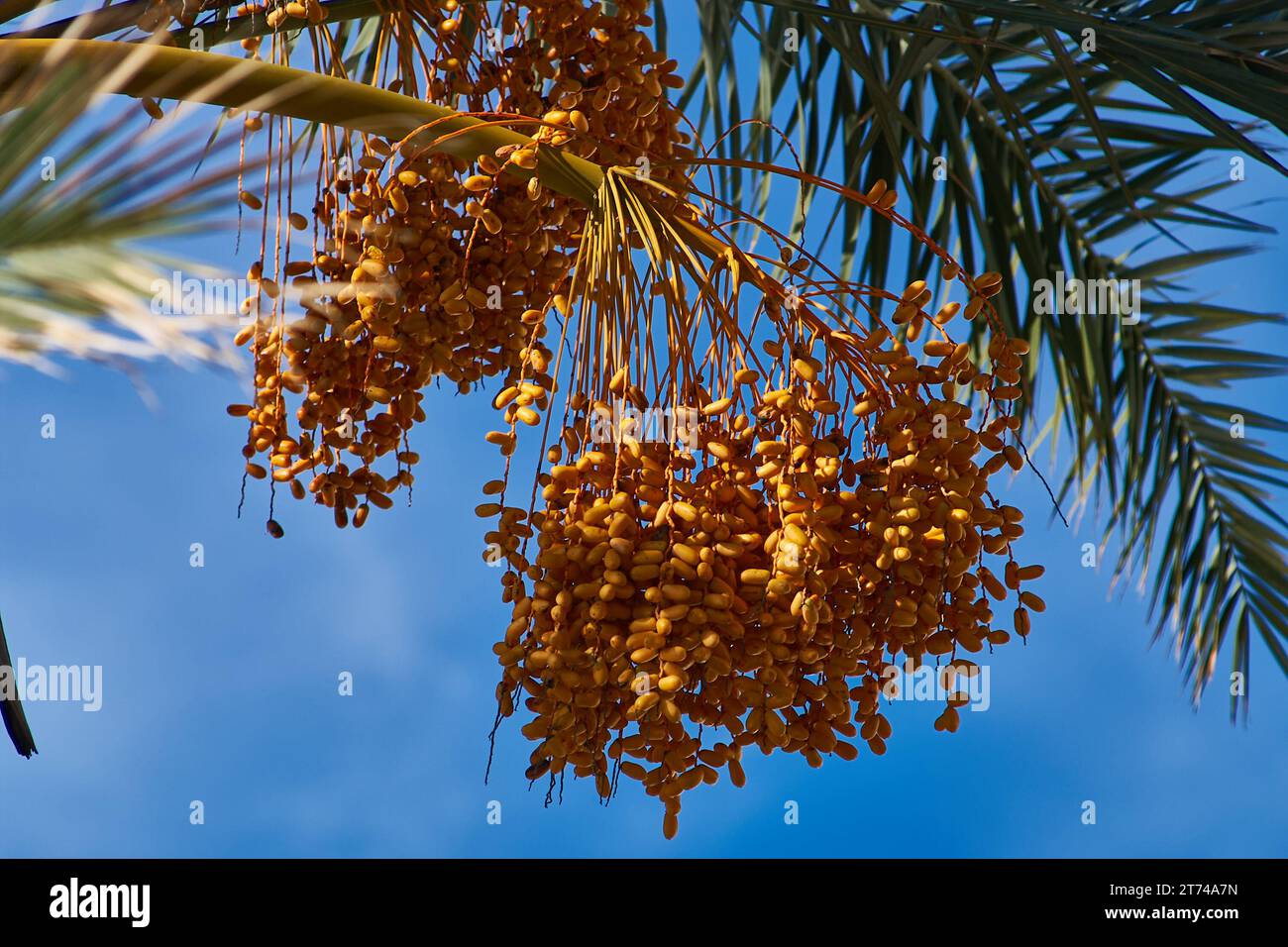 cluster of green fruits of palm tree, datiles Stock Photo - Alamy