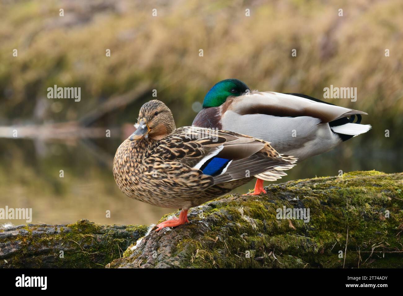 Mallard ducks Anas platyrhynchos sitting on a tree trunk. Male, drake ...