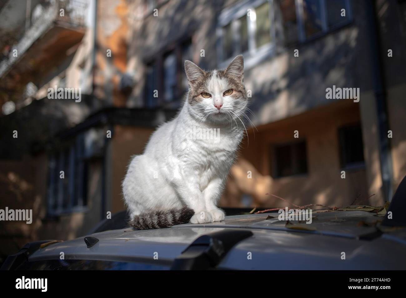 Domestic cat on car roof hi-res stock photography and images - Alamy
