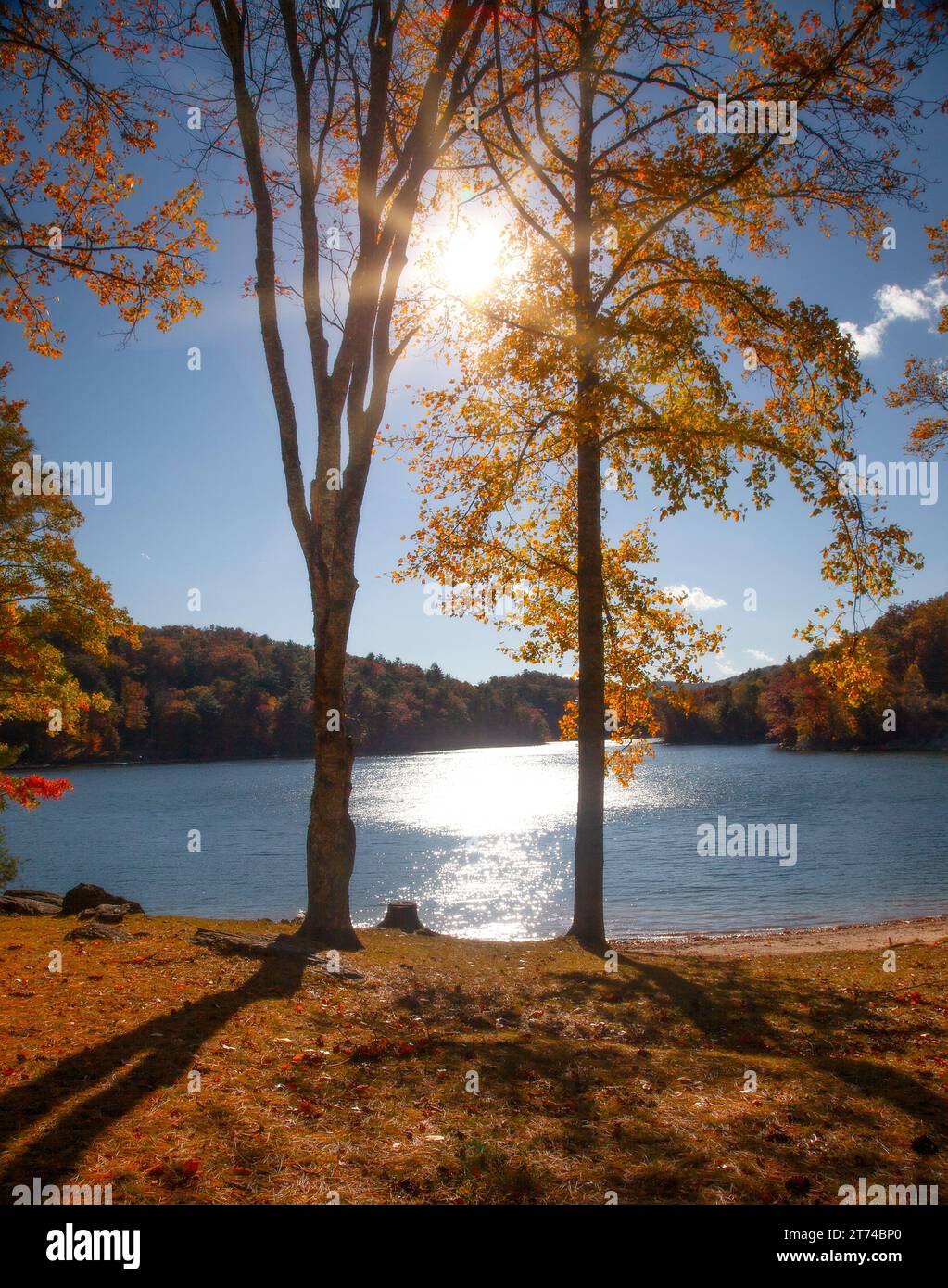 Autumn landscape in North Carolina, sun glow on golden colored trees ...