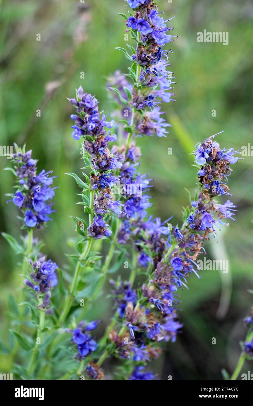 In summer, hyssopus officinalis grows in the wild Stock Photo - Alamy
