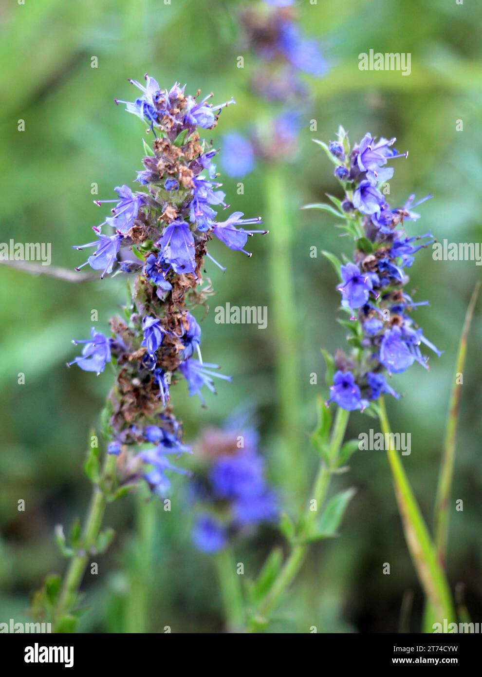 In summer, hyssopus officinalis grows in the wild Stock Photo - Alamy