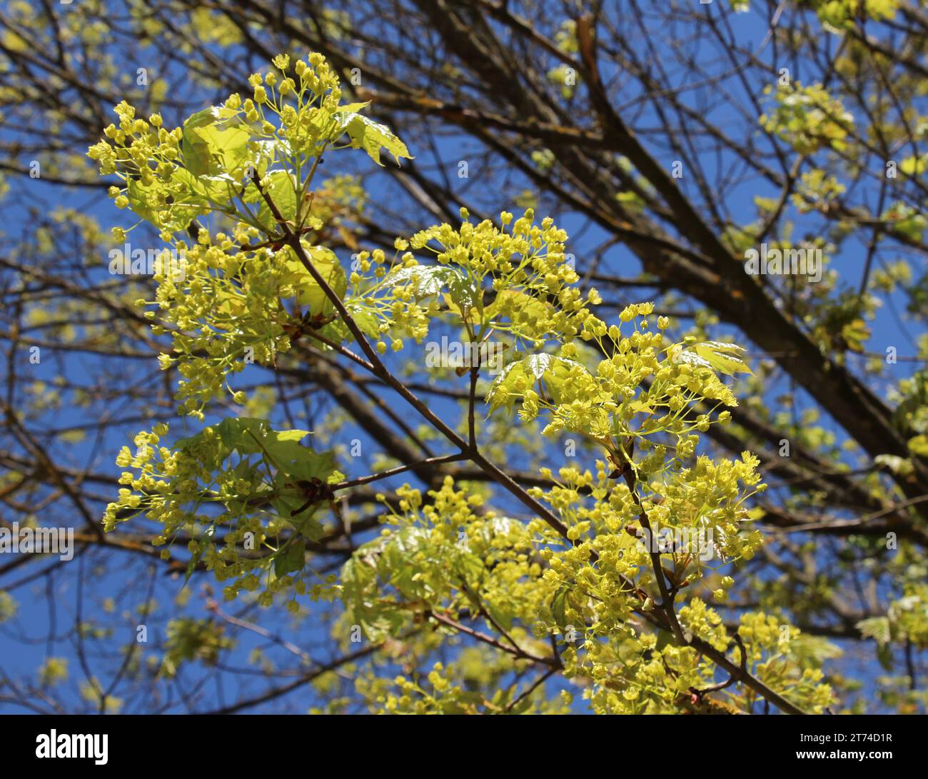 Platanolist maple hi-res stock photography and images - Alamy