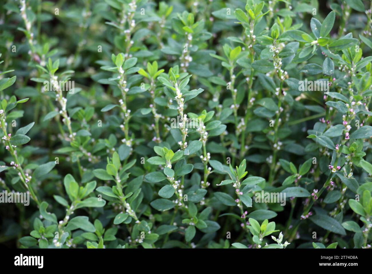 Polygonum aviculare grass grows in the wild Stock Photo - Alamy