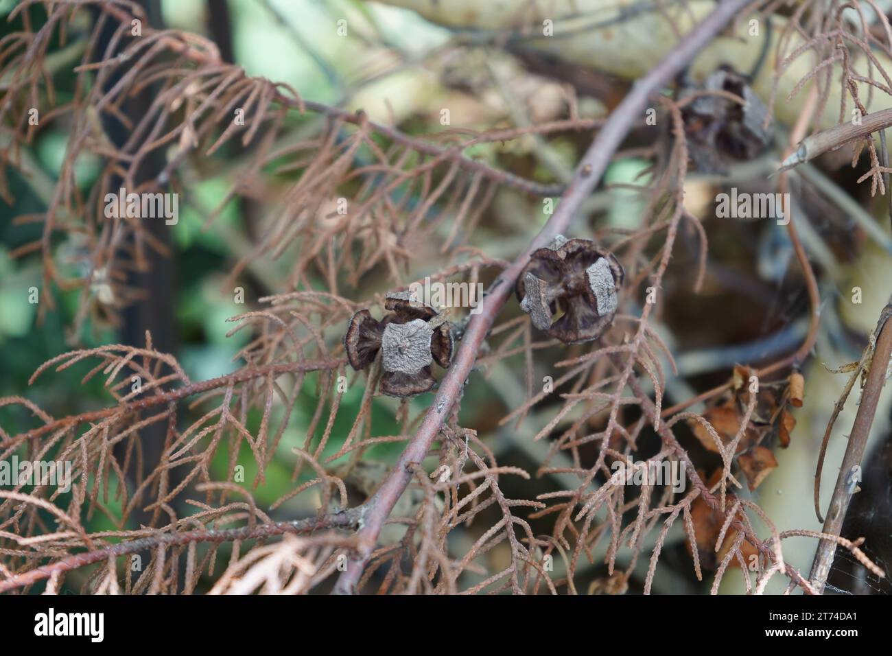 Cedar, Mexican cedar or Cedar-of-Goa(Cupressus lusitanica Stock Photo ...