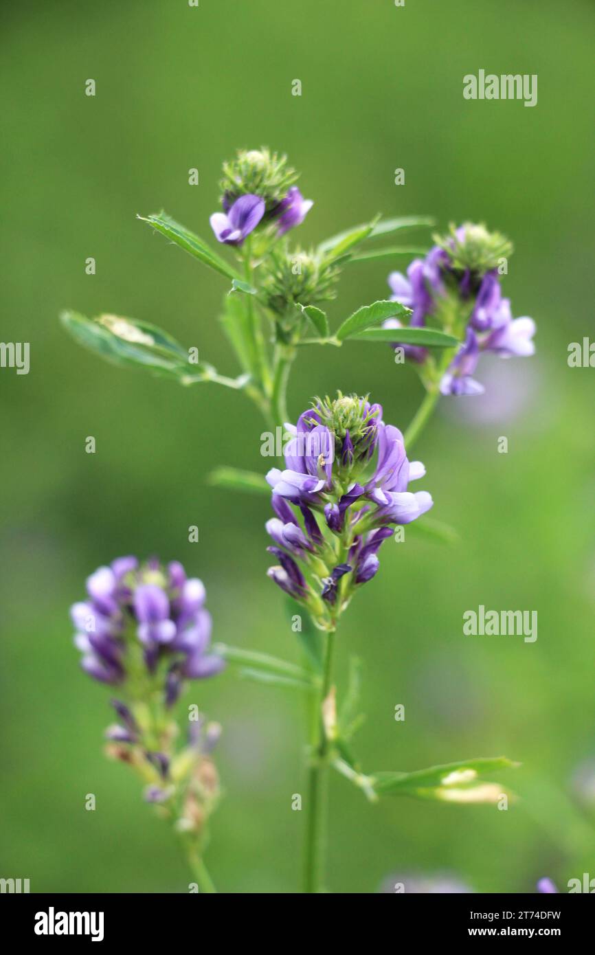 The field is blooming alfalfa, which is a valuable animal feed Stock ...