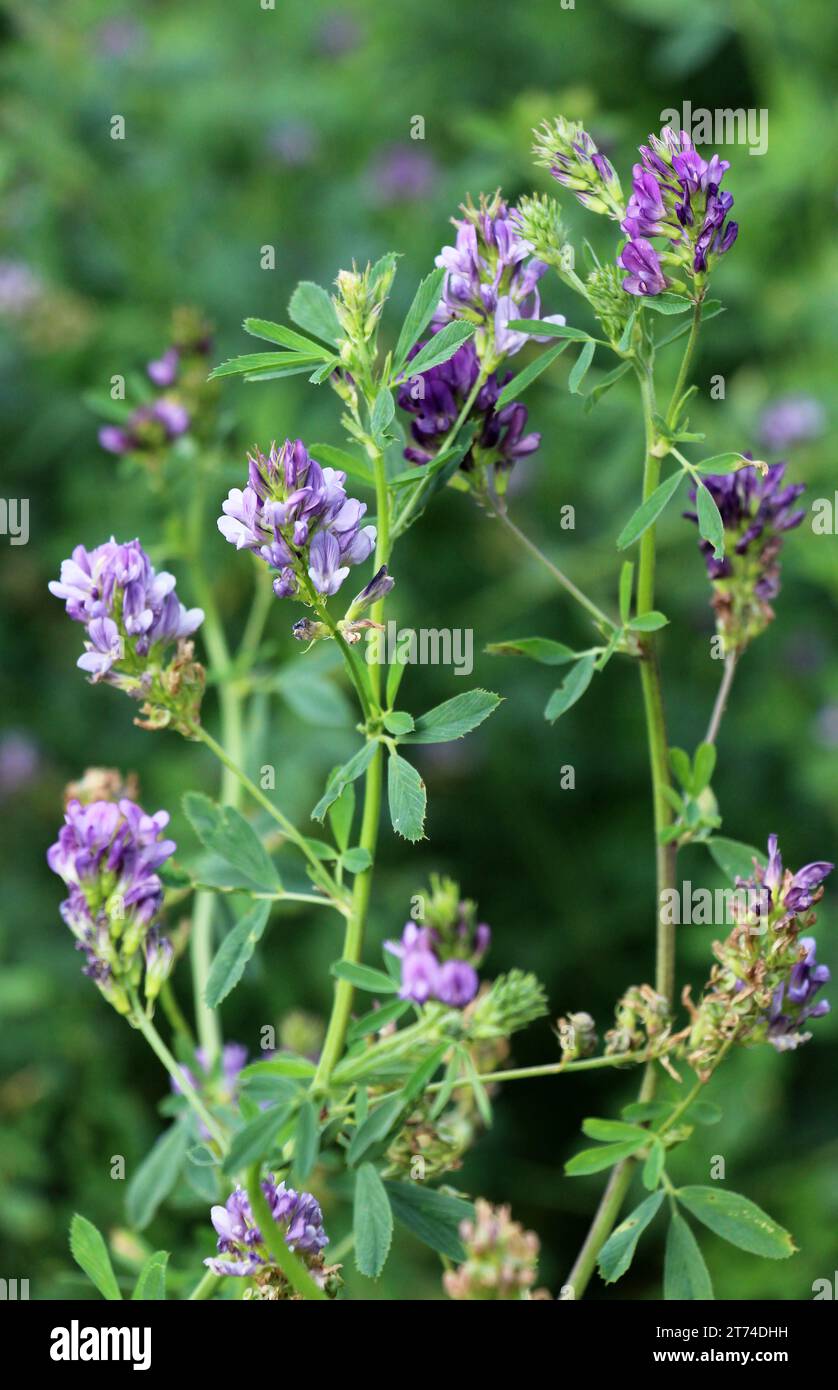 The field is blooming alfalfa, which is a valuable animal feed Stock ...