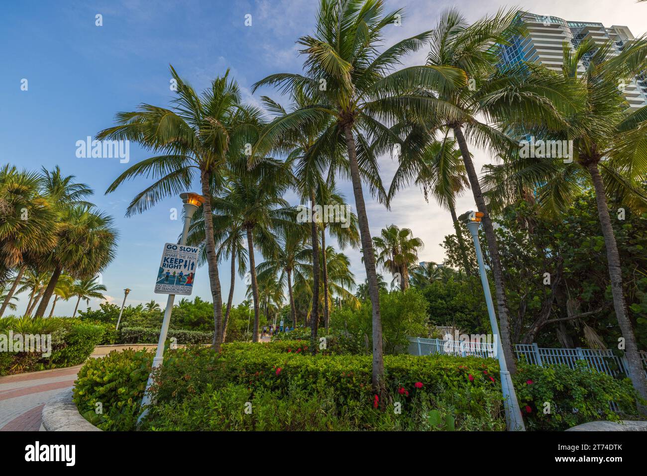 Beautiful evening view on Walking Street with palm trees and other ...