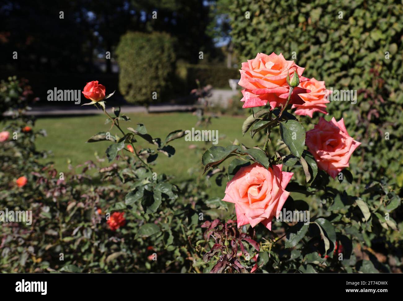 Prague red roses hi-res stock photography and images - Alamy