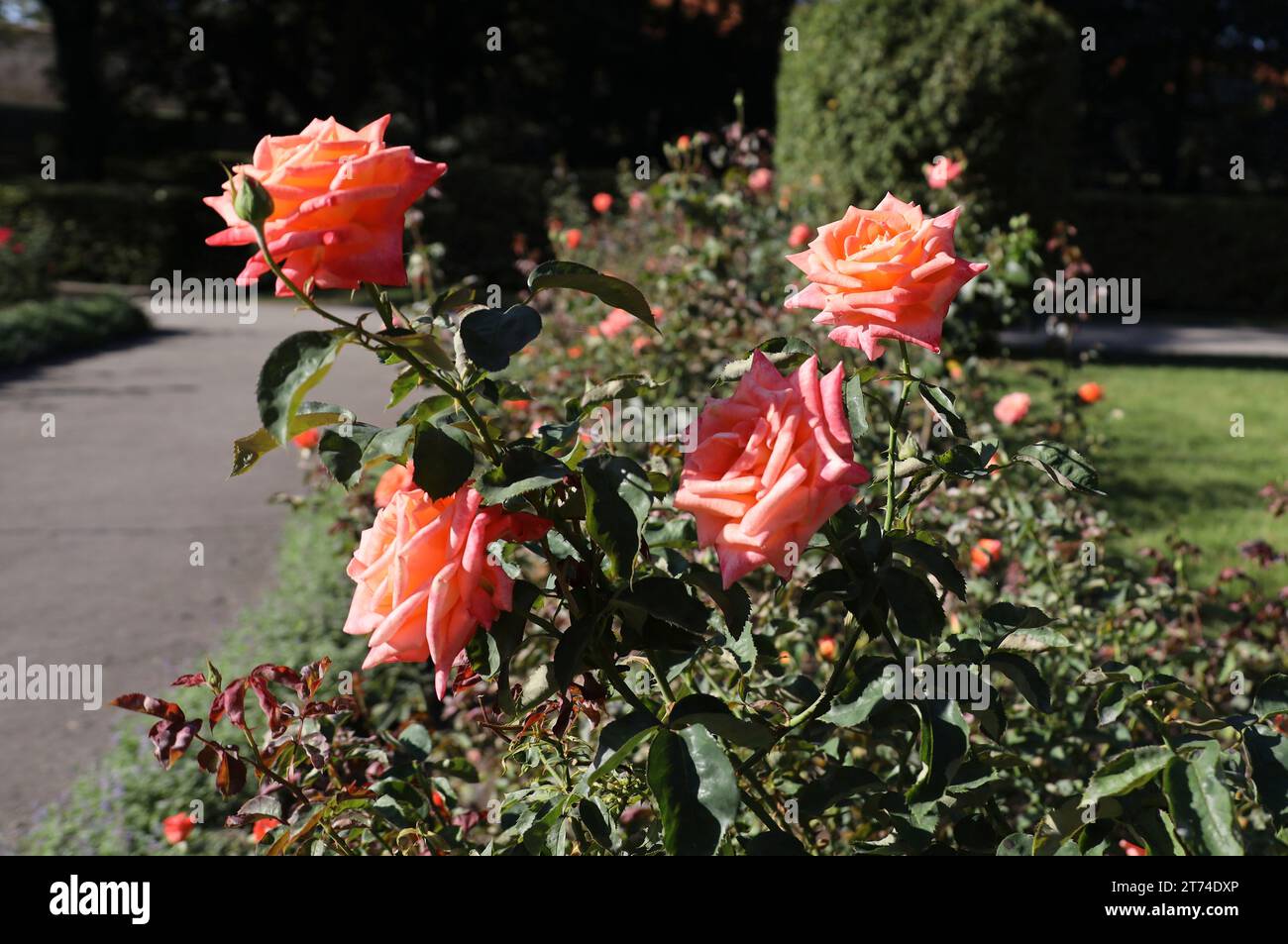 The roses in the garden of St. Lawrence Cathedral in Prague Stock Photo ...