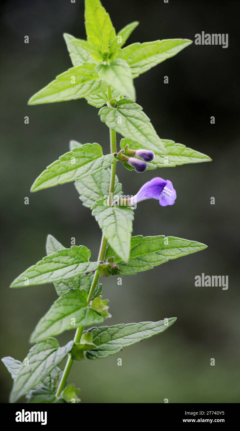 Medicinal plant scutellaria galericulata hi-res stock photography and ...