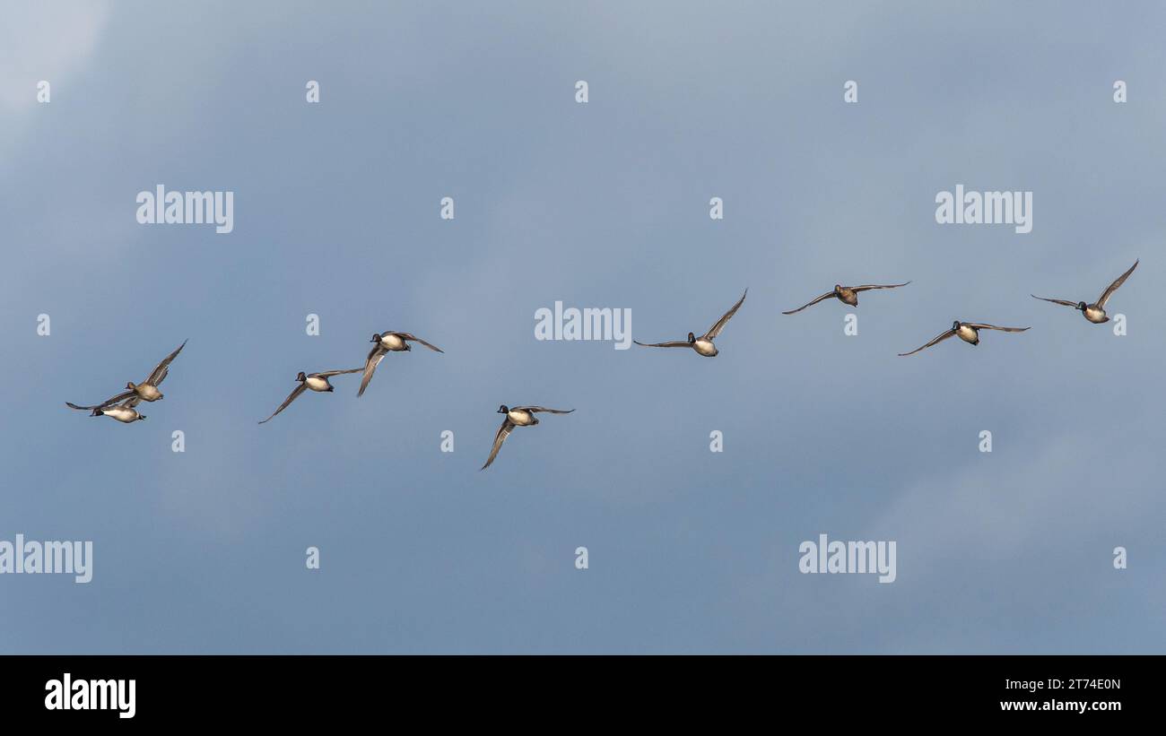 Northern Pintail, Anas acuta - group of birds in flight Stock Photo - Alamy