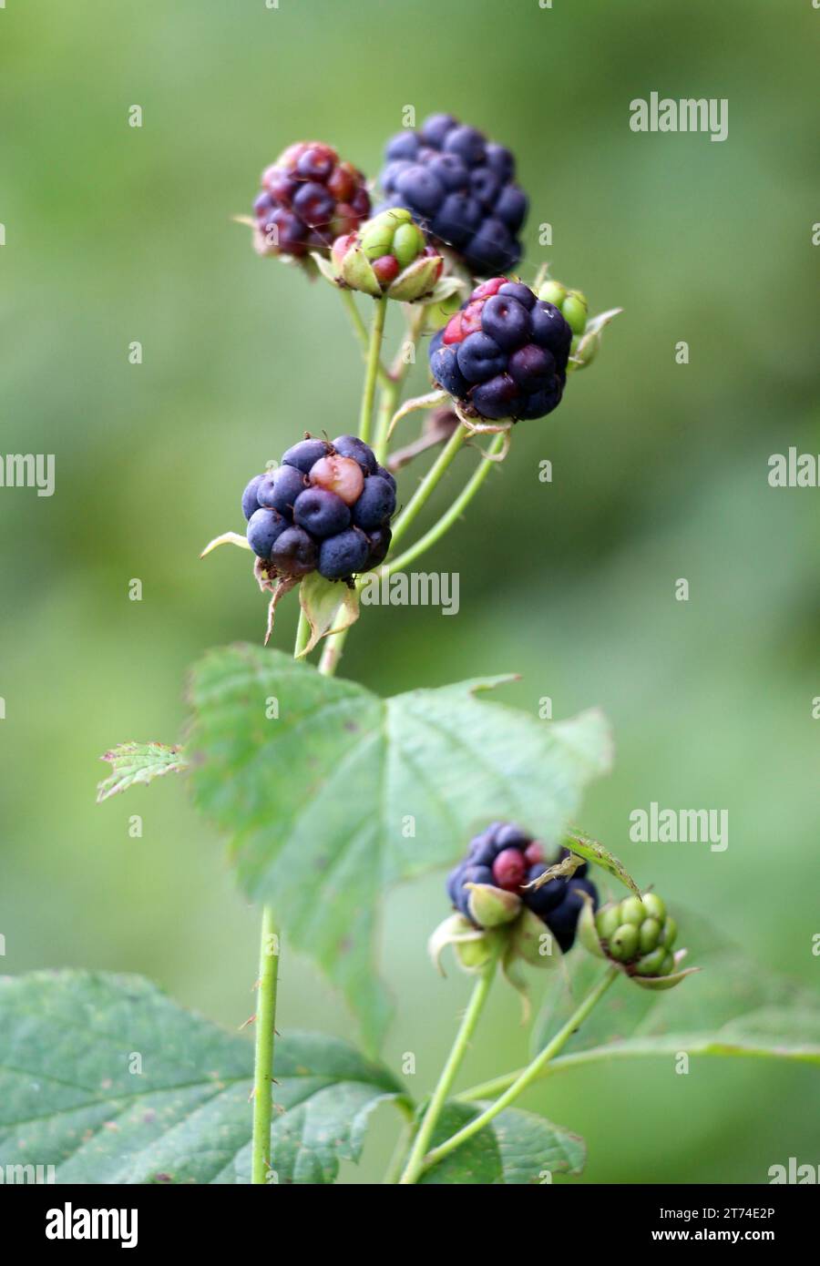 In the wild, berries ripen on a branch of the common blackberry (Rubus ...