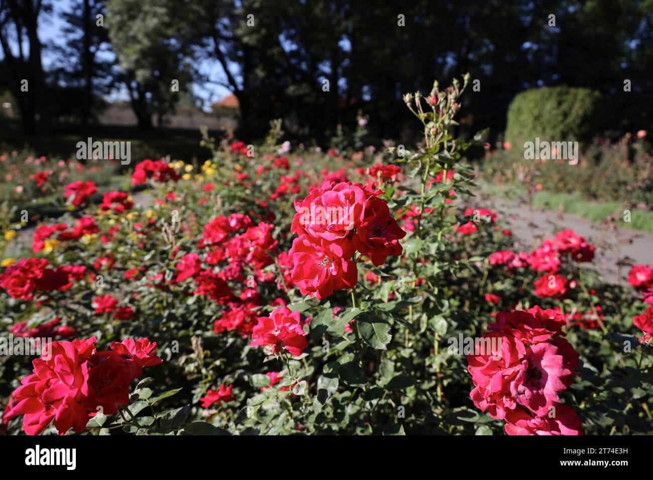 The roses in the garden of St. Lawrence Cathedral in Prague Stock Photo ...