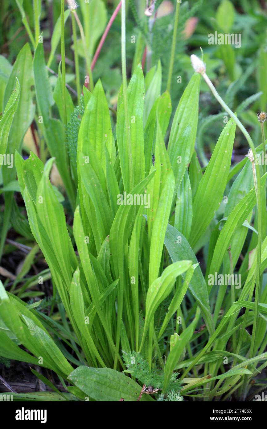 In the wild grows plantain lanceolate, plantago lanceolata Stock Photo ...