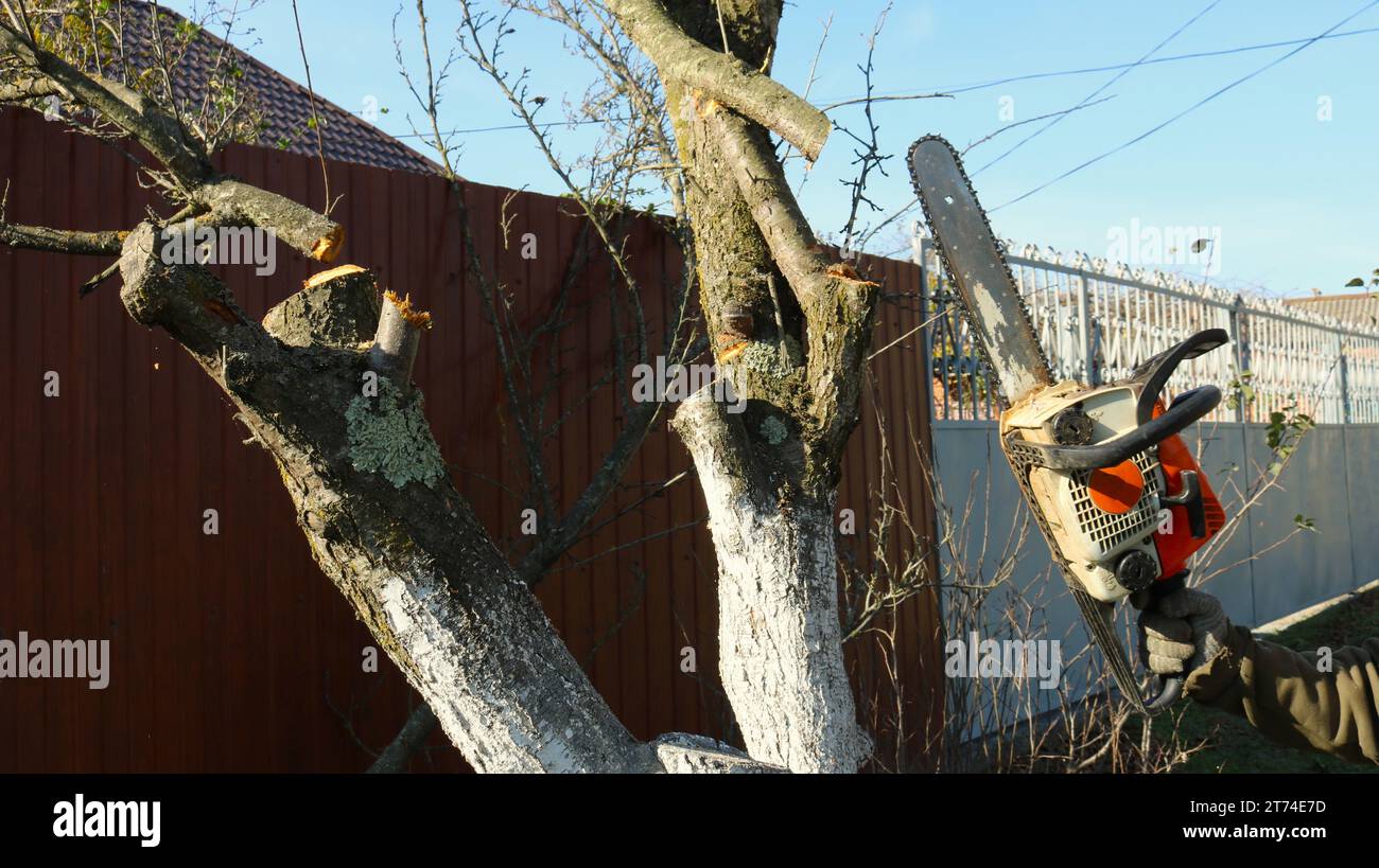 a villager with a chainsaw near the fence cuts down the branches of an ...