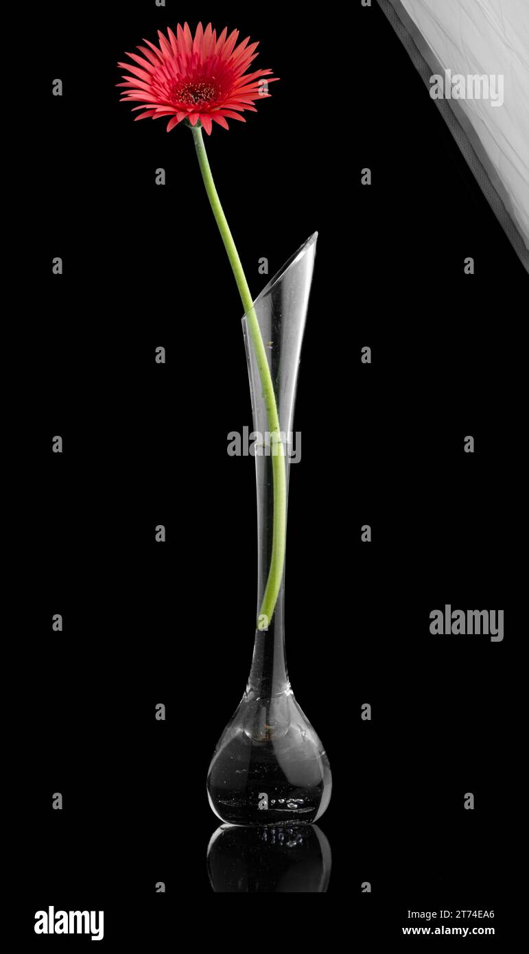 Gerbera stem hi-res stock photography and images - Alamy