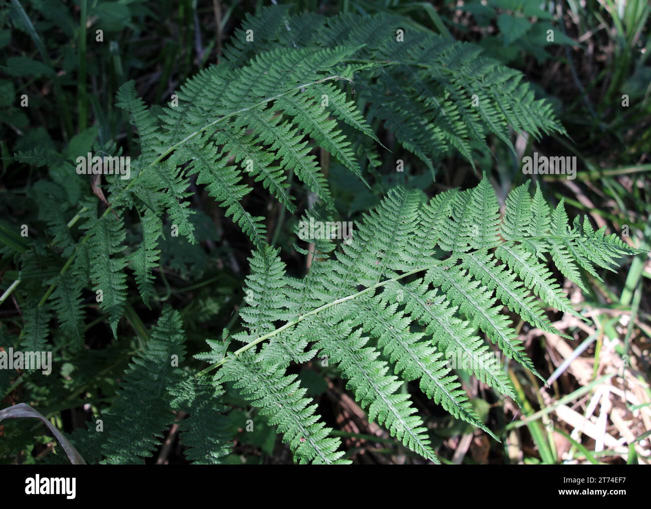 Athyrium filix-femina fern grows in the wild Stock Photo - Alamy