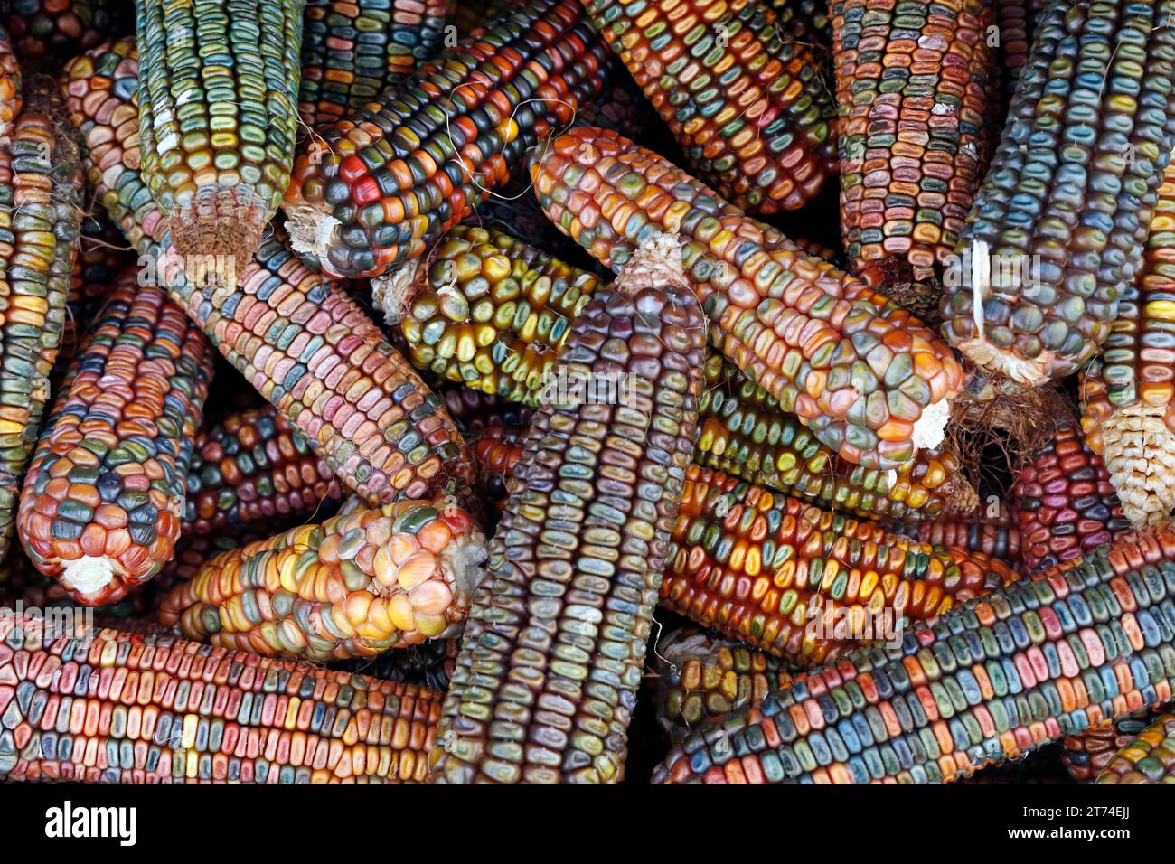 Colorful flint corn or Zea Mays corn on the cobs for autumn decoration ...