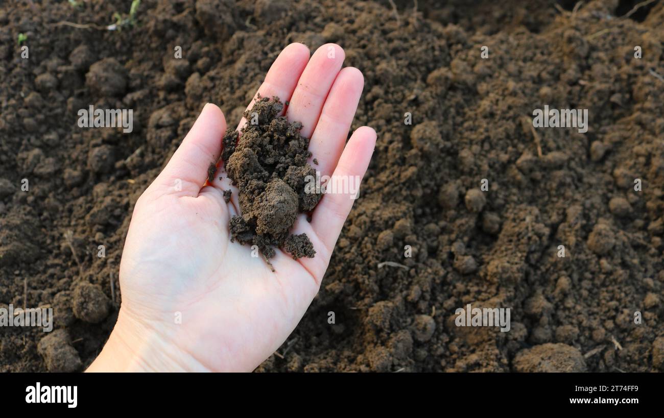 female palm with a lump of earth against the background of loose brown ...
