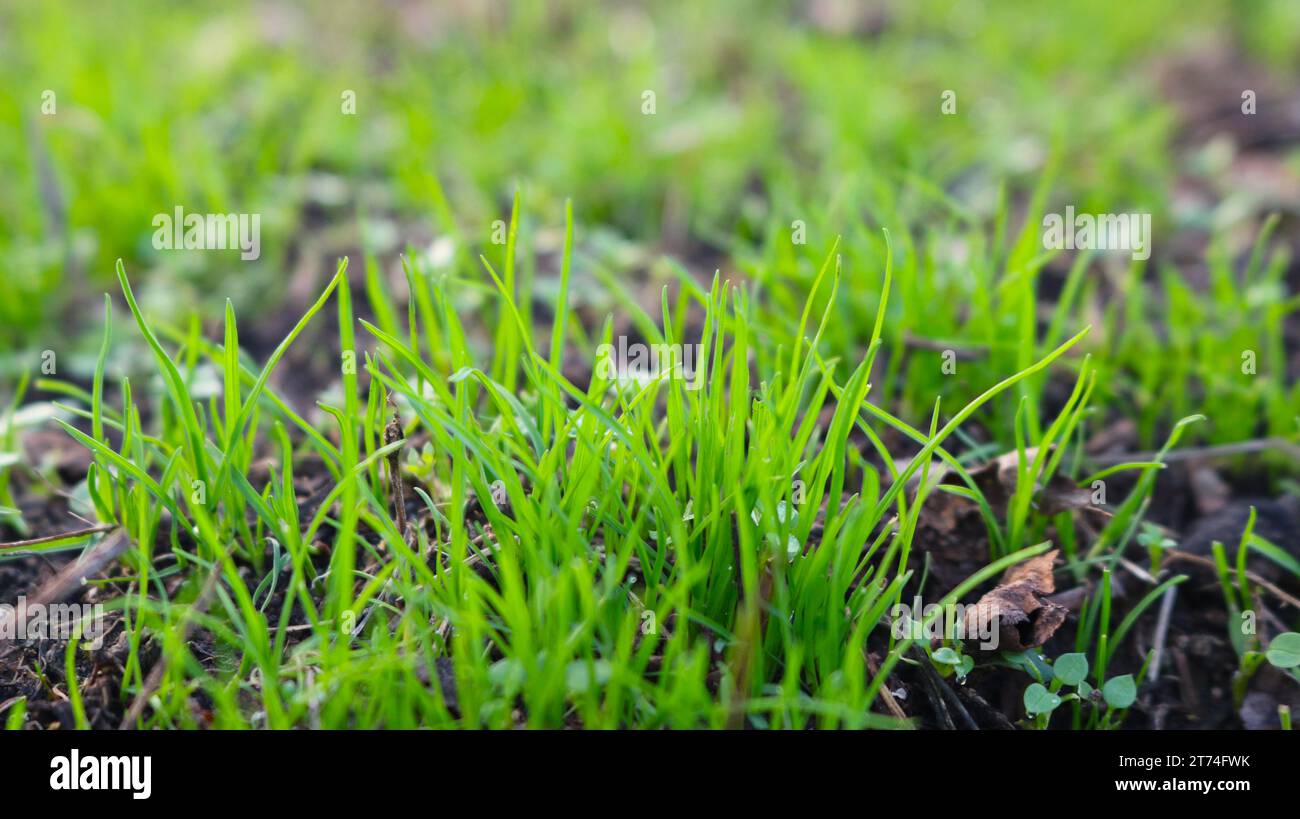 natural macro background of bright green young growth of grass in ...