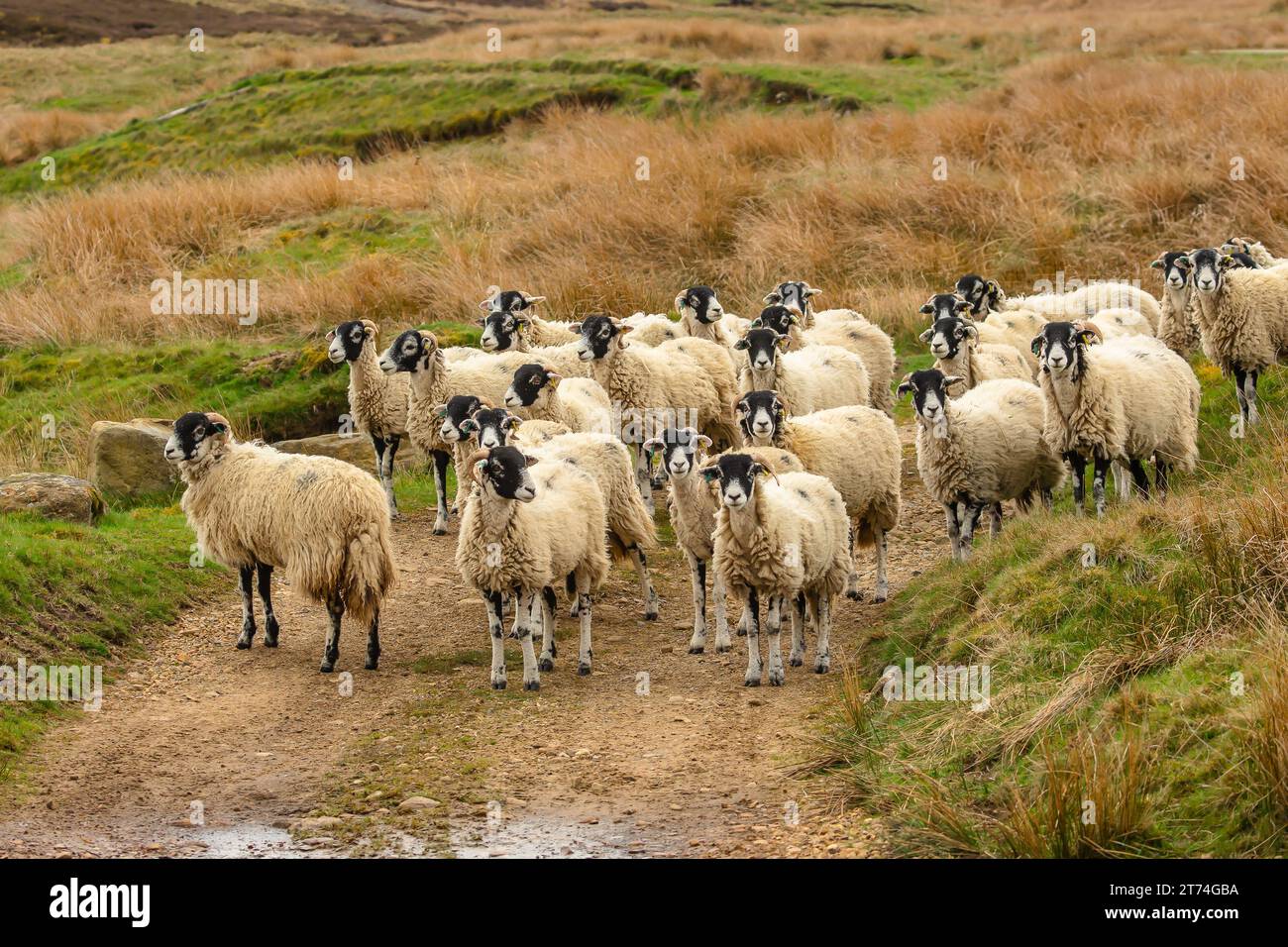 A flock of Swaledale Sheep in Springtime, moving down off the high moors in Swaledale, Yorkshire ...