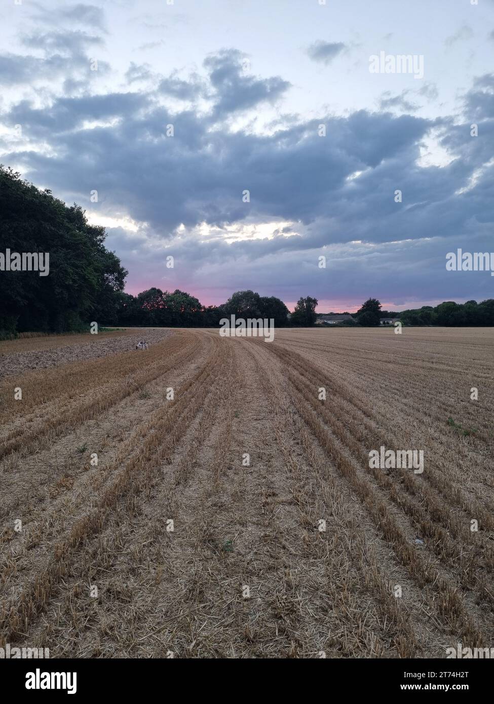 A scenic landscape of rolling fields and trees, with fluffy white ...