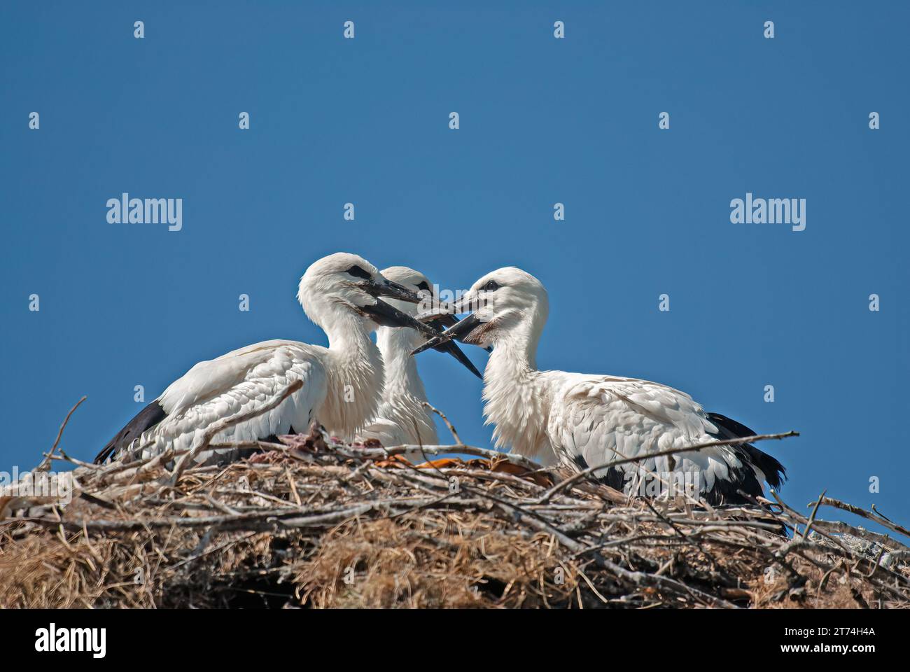 Baby white storks in the nest (Ciconia ciconia Stock Photo - Alamy