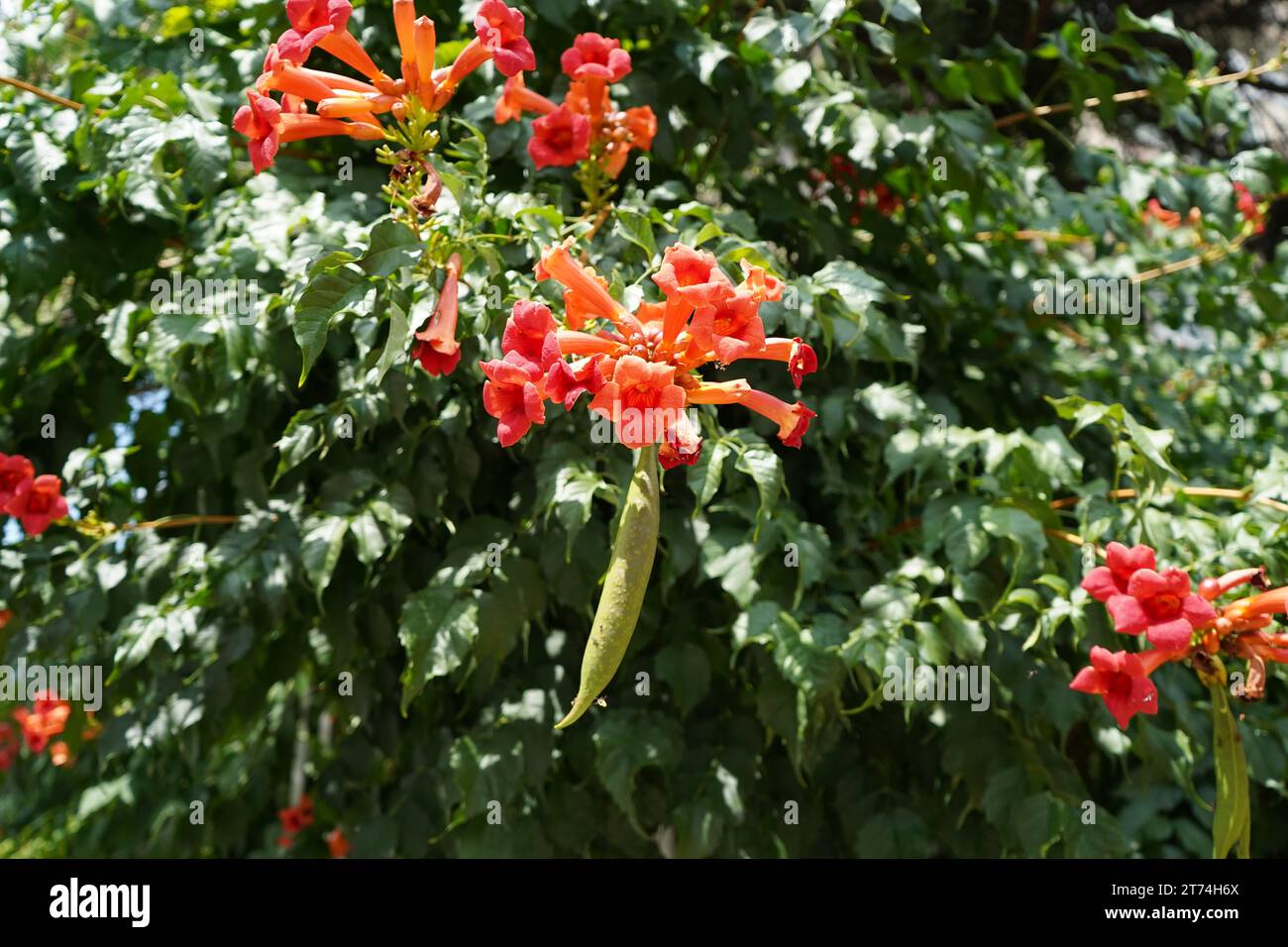 Tecoma bells of fire hi-res stock photography and images - Alamy