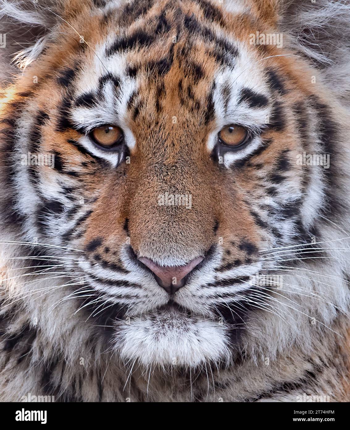 Tiger nose hi-res stock photography and images - Alamy